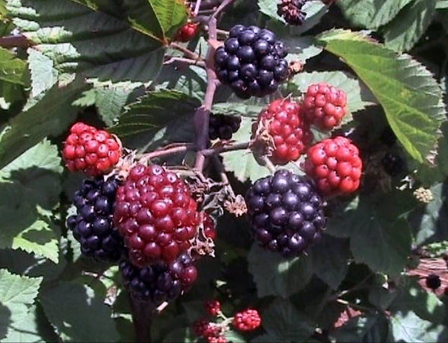 Berries: Blackberry, Navajo Thornless