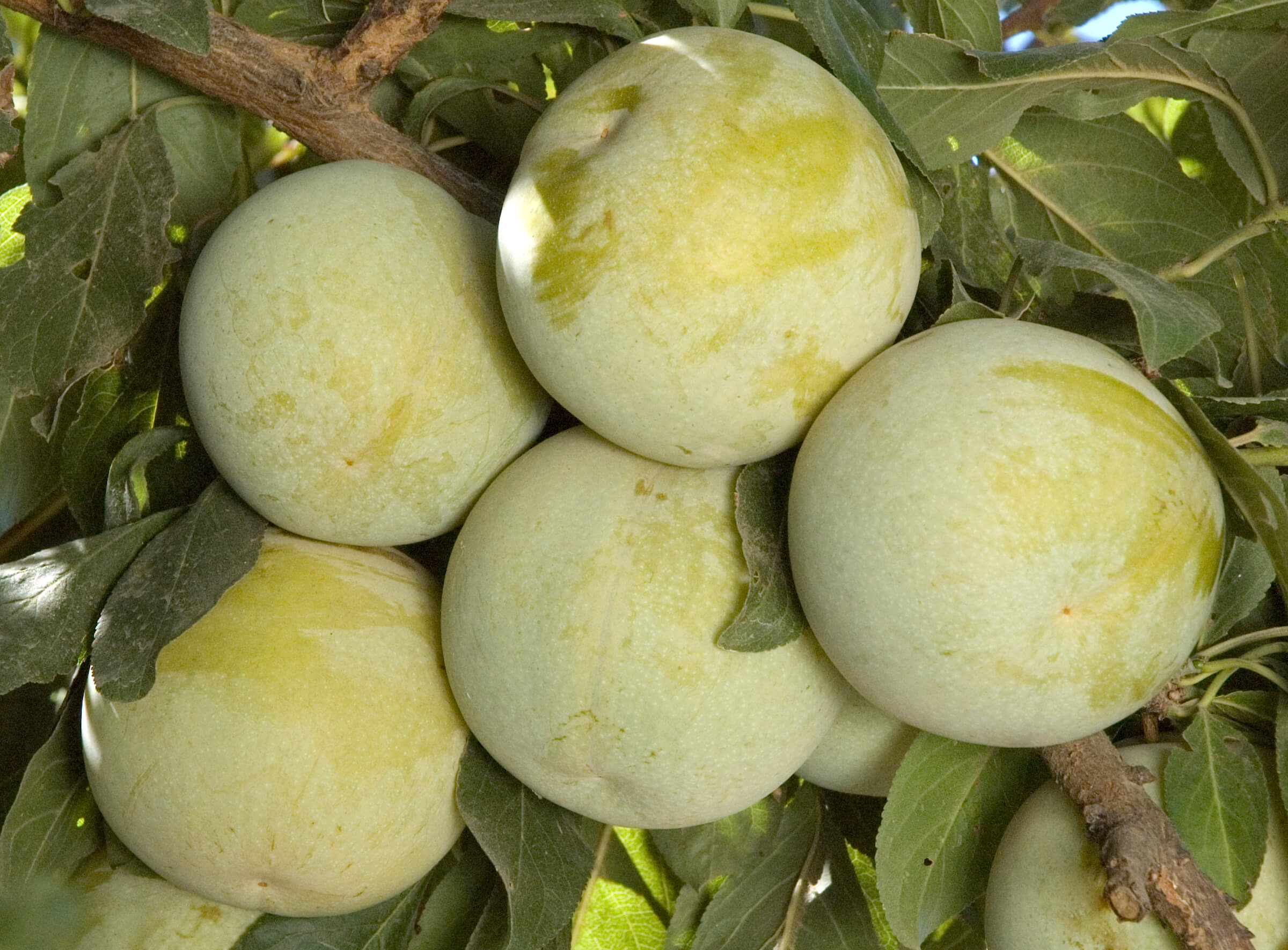 Pluots Plumcots Pluerries Etc: Flavor Queen Pluot - Semi-dwarf