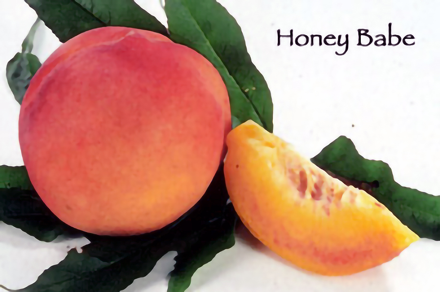Peaches: Honey Babe Miniature Peach