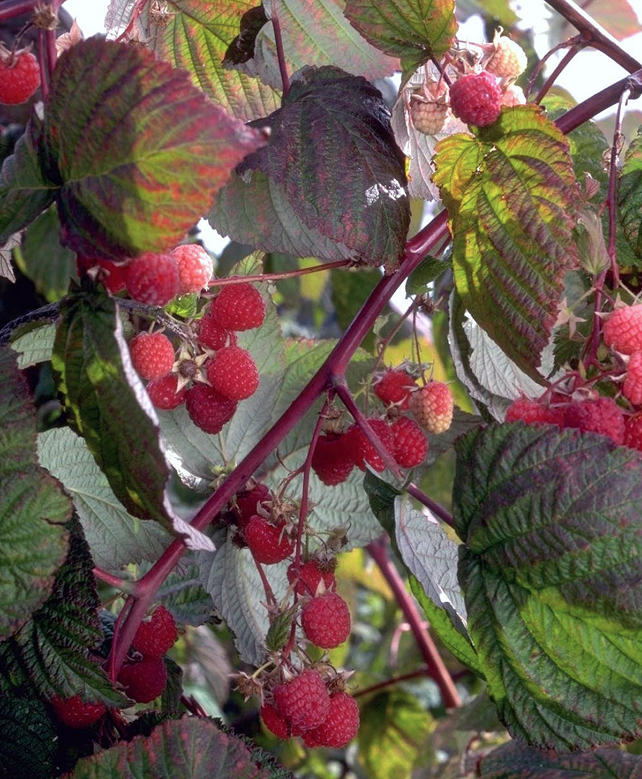 Berries: Raspberry, Canby