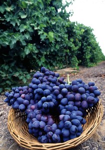Table Grapes