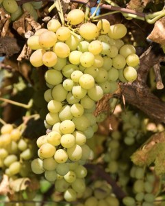 Table Grapes